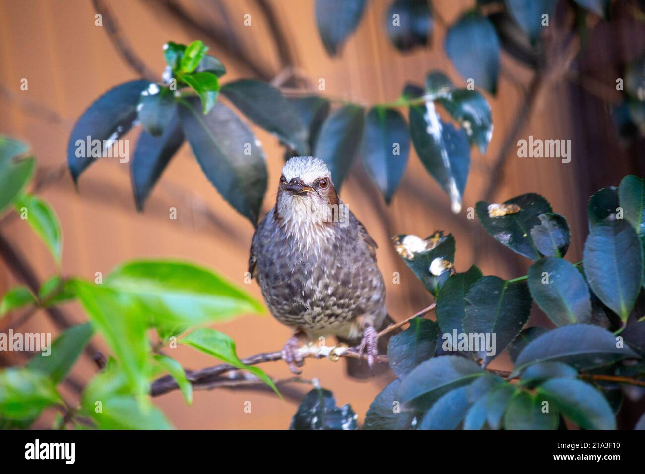 Enchanting image of the Brown-eared Bulbul (Ixos amaurotis), a ...