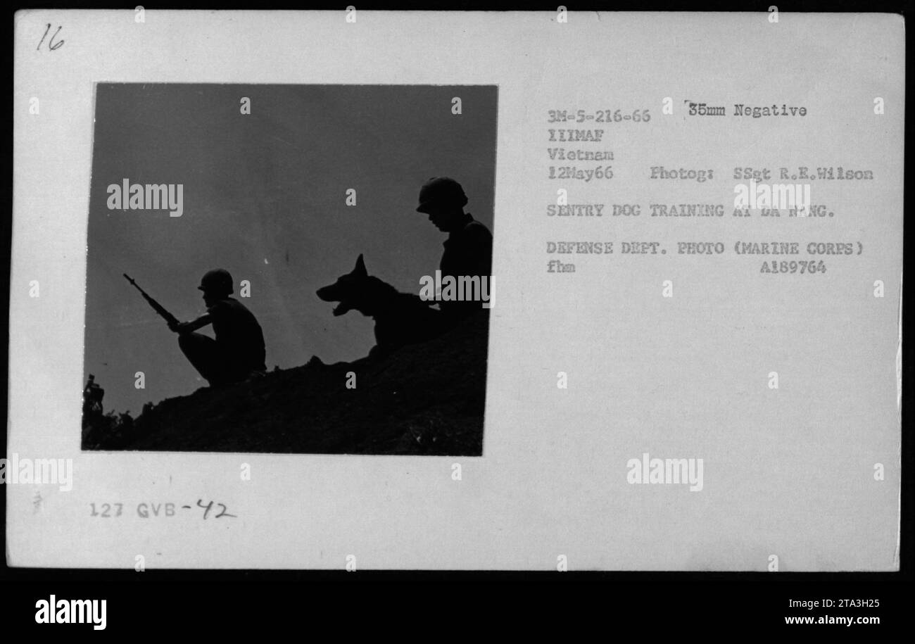 Marines conducting sentry dog training at Da Nang during the Vietnam ...