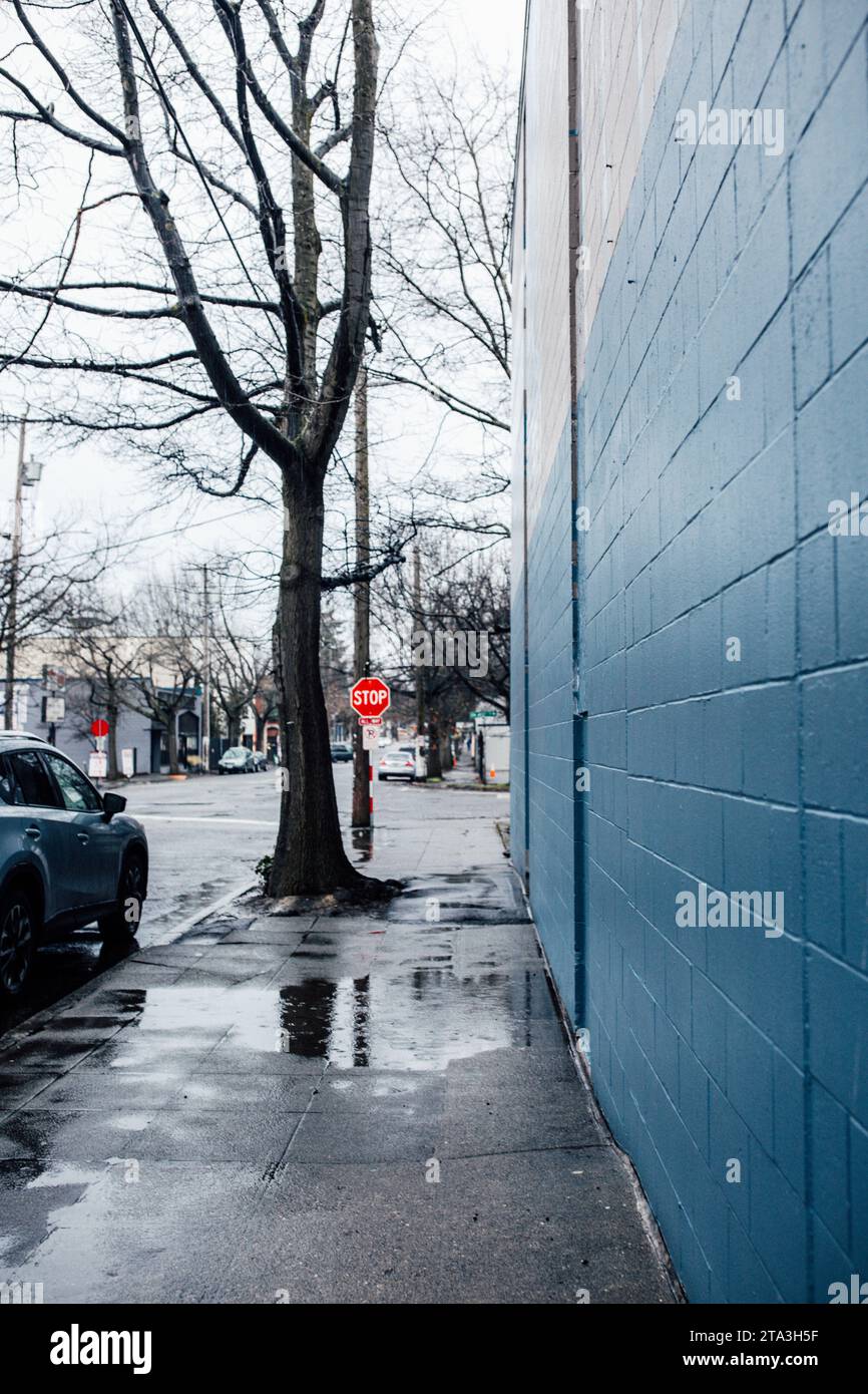 rainy street in Ballard, Seattle with blue wall, red stop sign Stock ...
