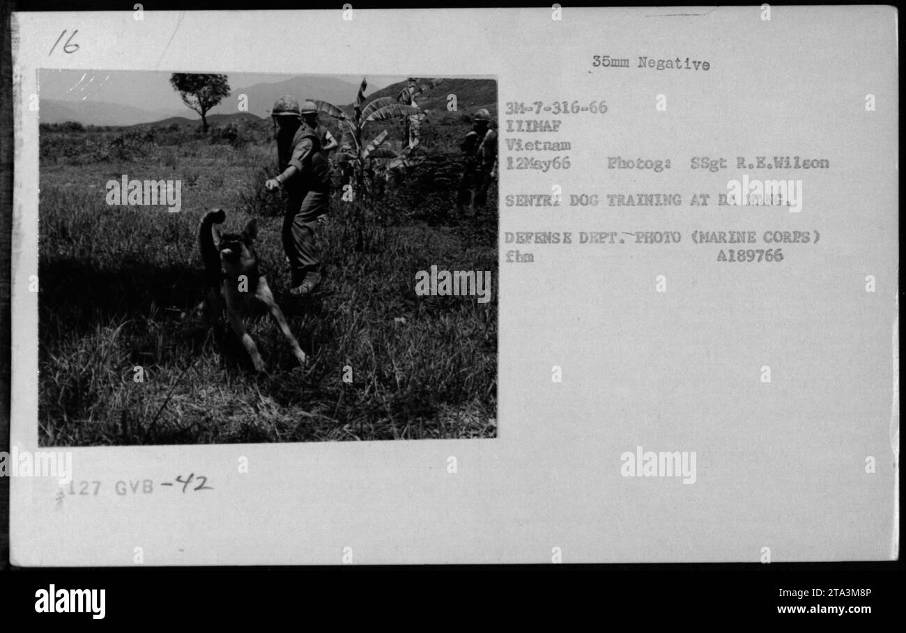 A sentry dog training session at Da Nang in Vietnam captured by SSgt R ...