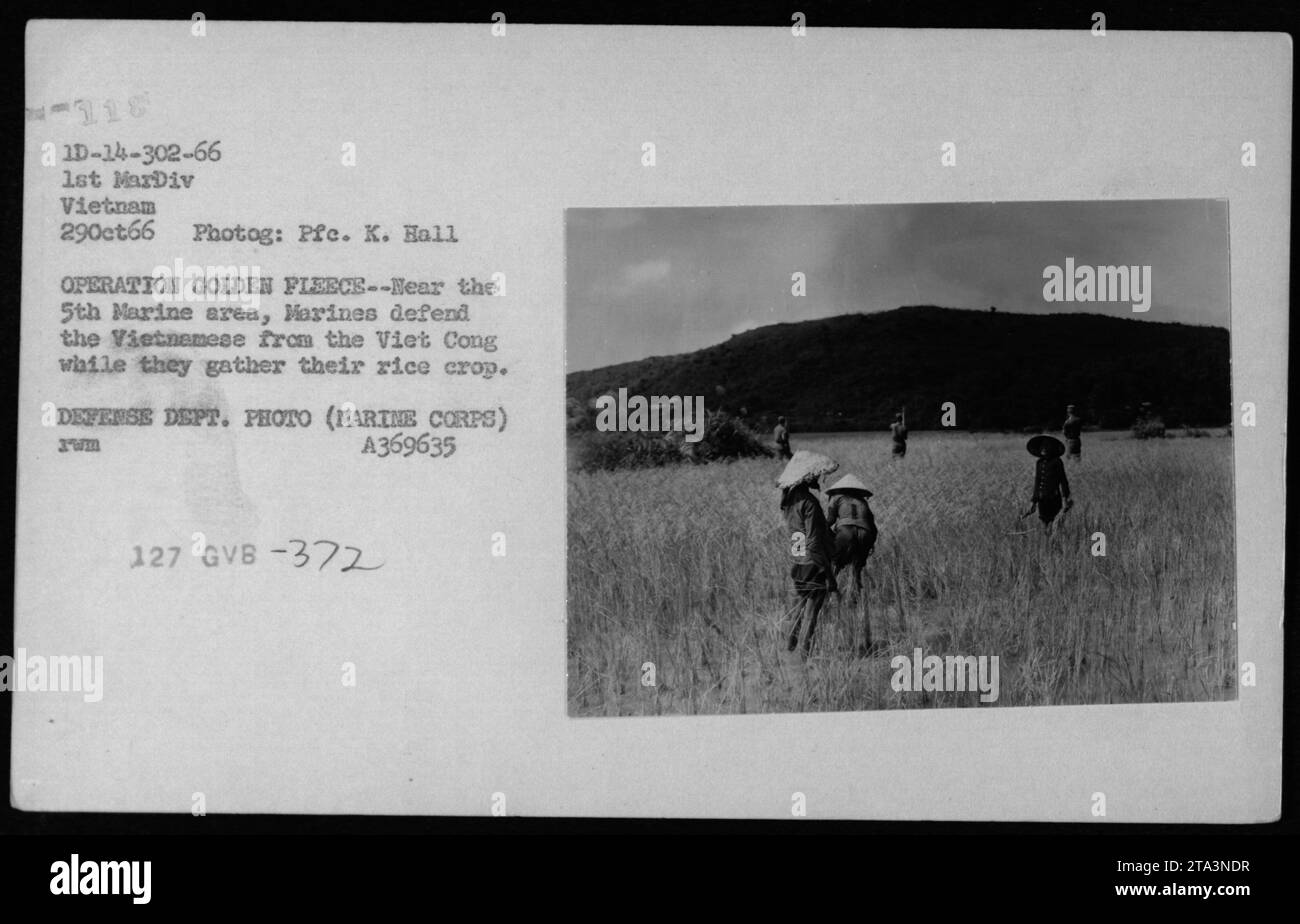 On October 29, 1966, Marines protect Vietnamese rice farmers near the ...