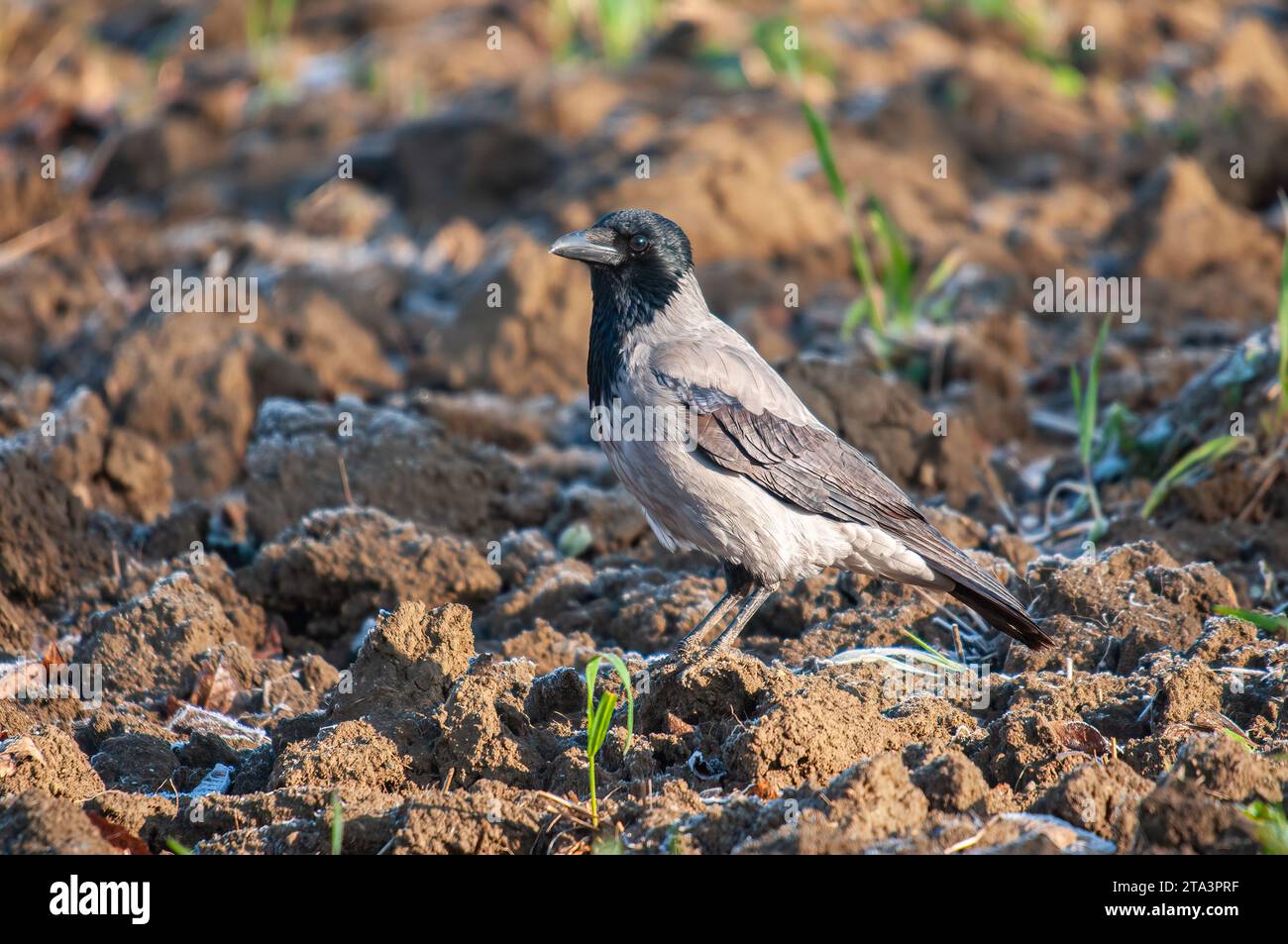 A Hooded Crow (Corvus cornix) standing in a field Stock Photo - Alamy