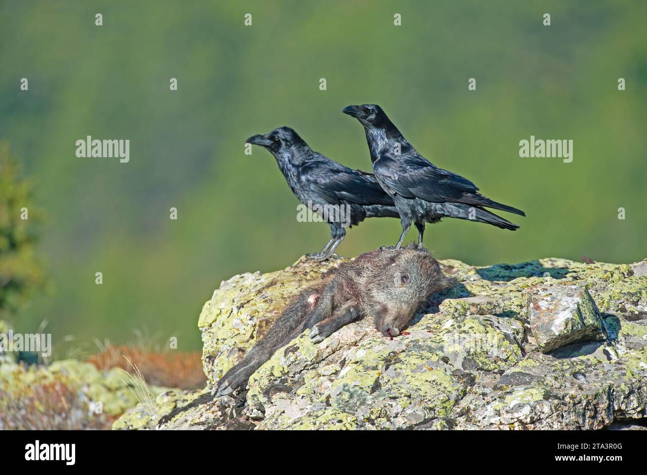 Northern Raven (Corvus corax) feeding on wild boar carrion Stock Photo ...
