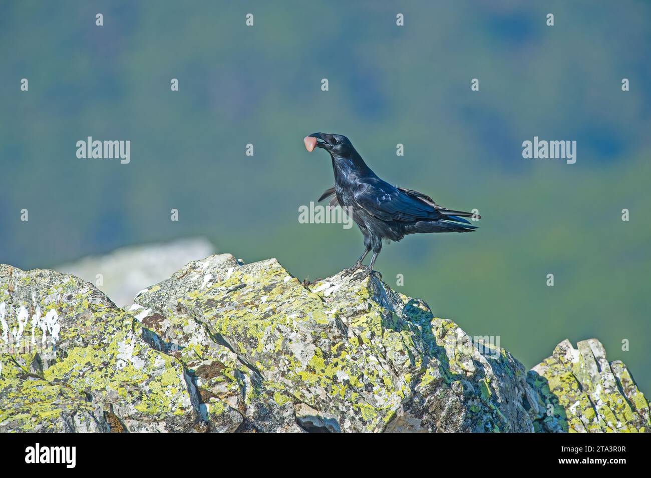 The Northern Raven (Corvus corax) on a rock with food in its mouth ...