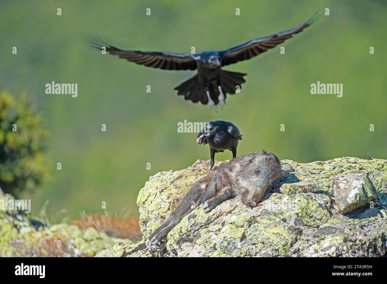 Northern Raven (Corvus corax) feeding on wild boar carrion Stock Photo ...