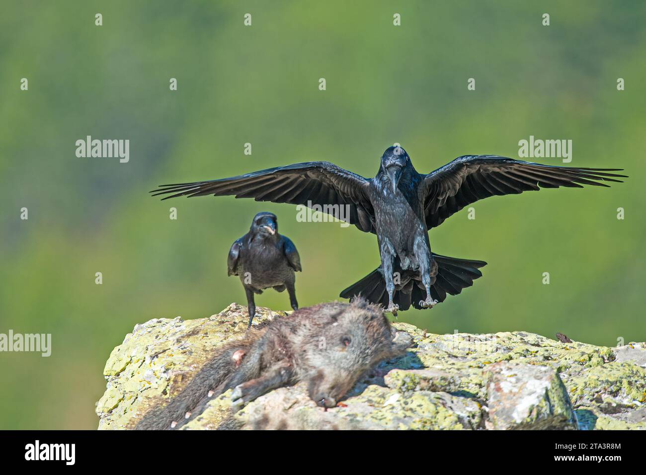Northern Raven (Corvus corax) feeding on wild boar carrion Stock Photo ...