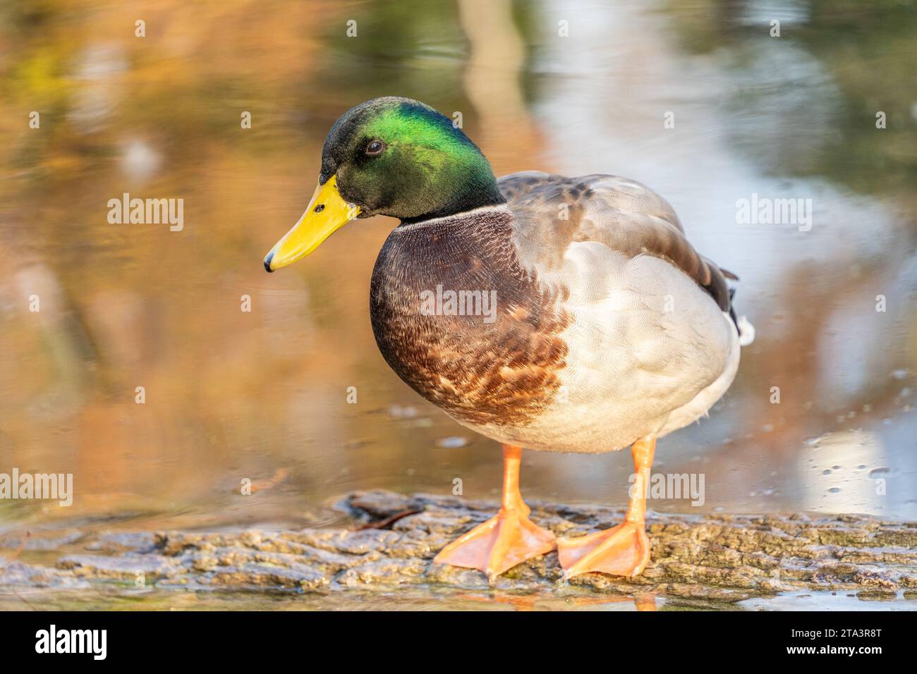 Mallard duck side view hi-res stock photography and images - Alamy