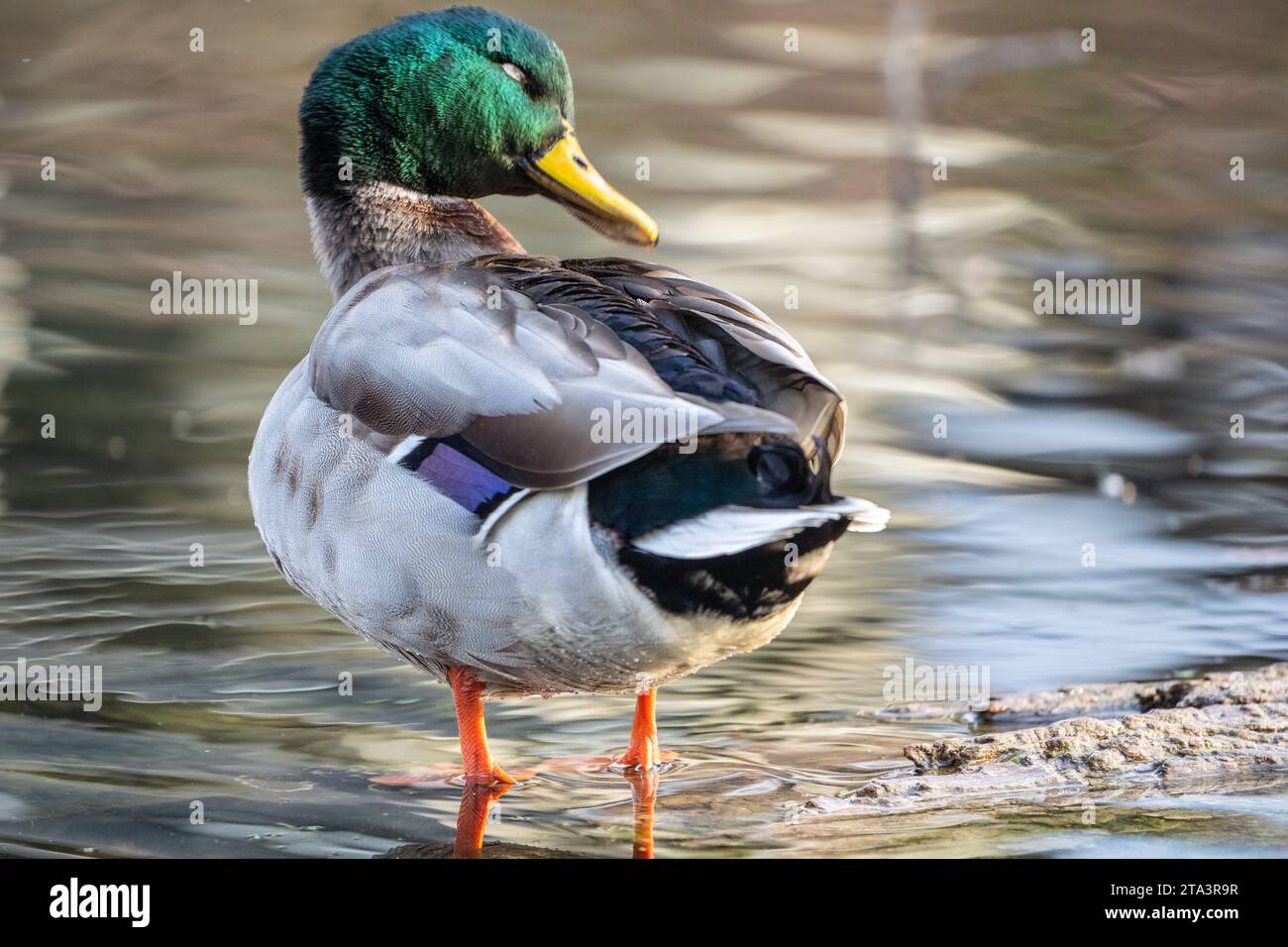 Duck profile photo hi-res stock photography and images - Alamy