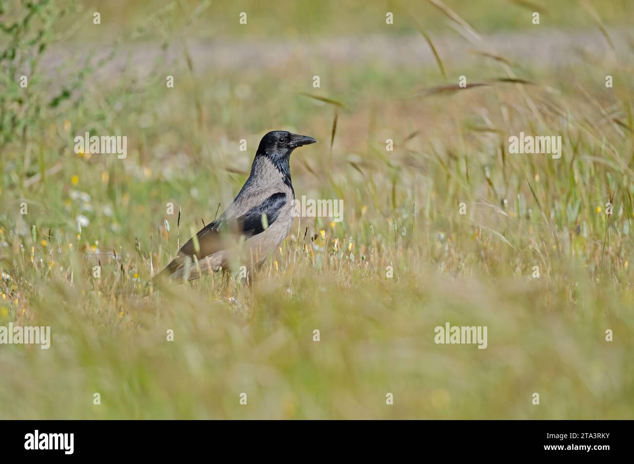 A Hooded Crow (Corvus cornix) standing in a field Stock Photo - Alamy
