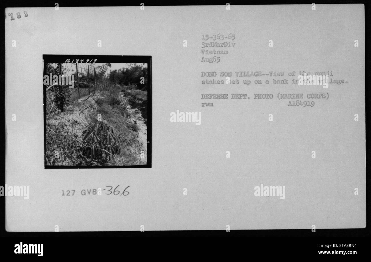 American troops inspect punji stakes set up by Vietnamese forces on a ...