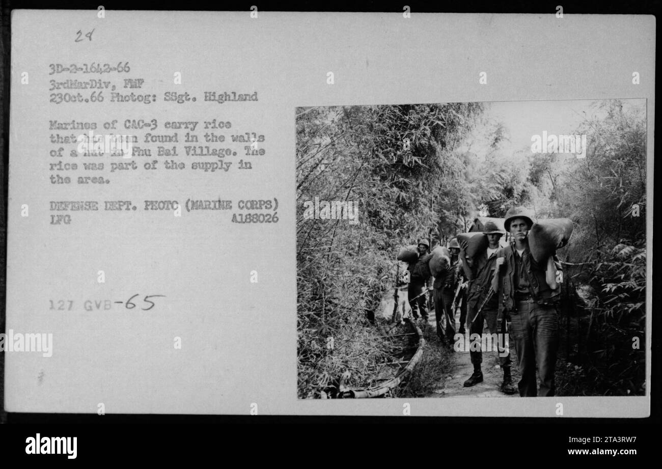 Marines from CAC-3, 3rd Marine Division, carry rice discovered hidden ...