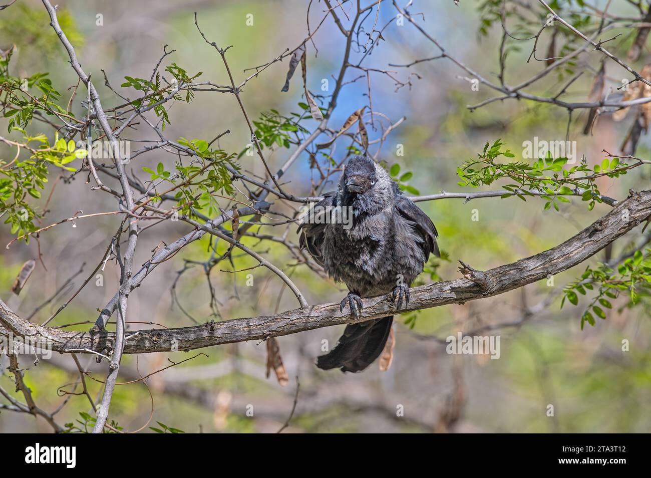Western Jackdaw (Coloeus monedula) standing on the branch Stock Photo ...