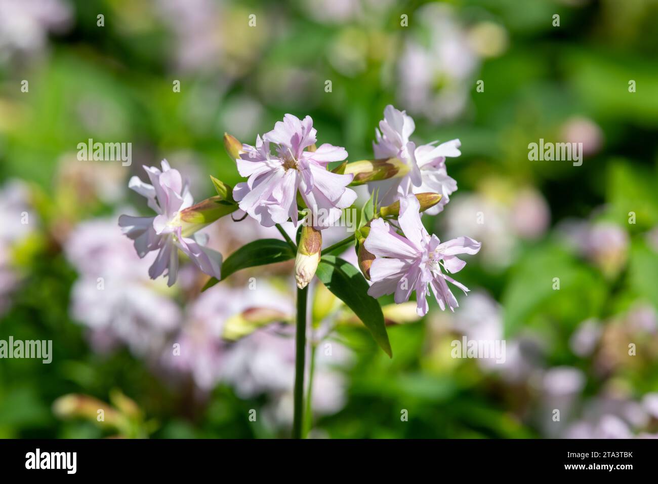 Close up of wild sweet William (saponaria officinalis) flowers in bloom ...