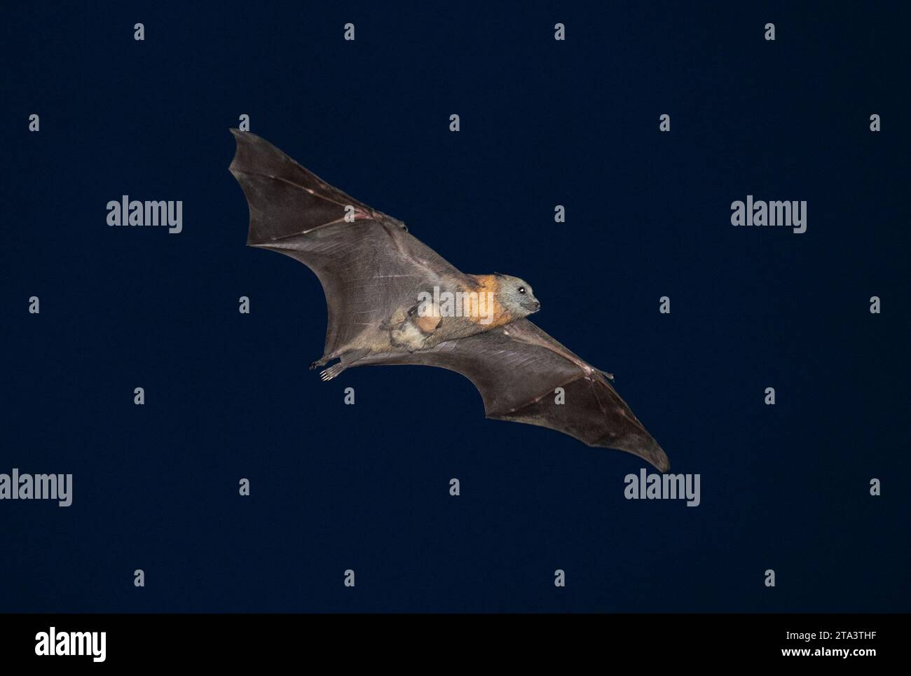 grey headed flying fox bats flying at night with young bat under wing ...