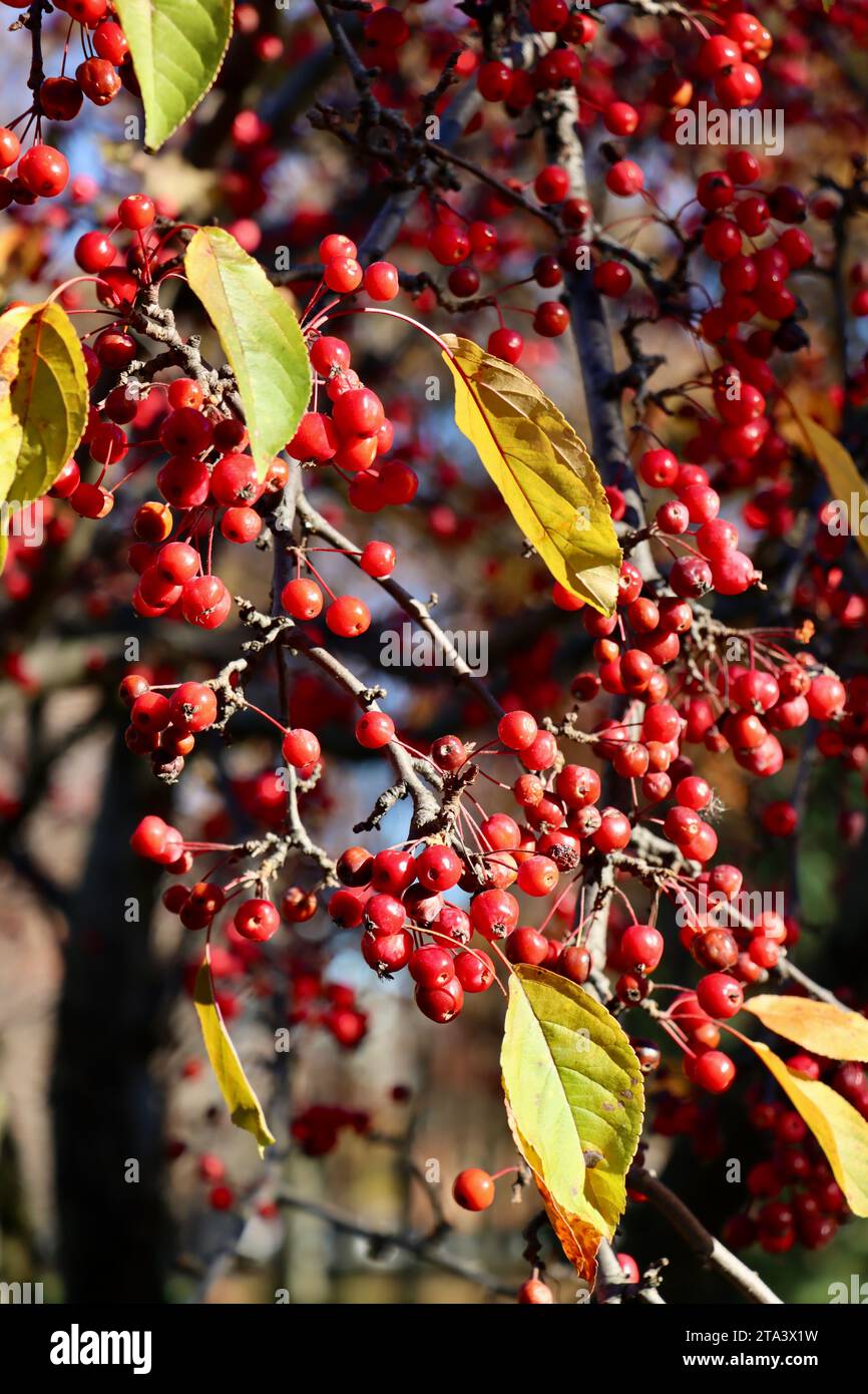 Branches of berries hi-res stock photography and images - Alamy