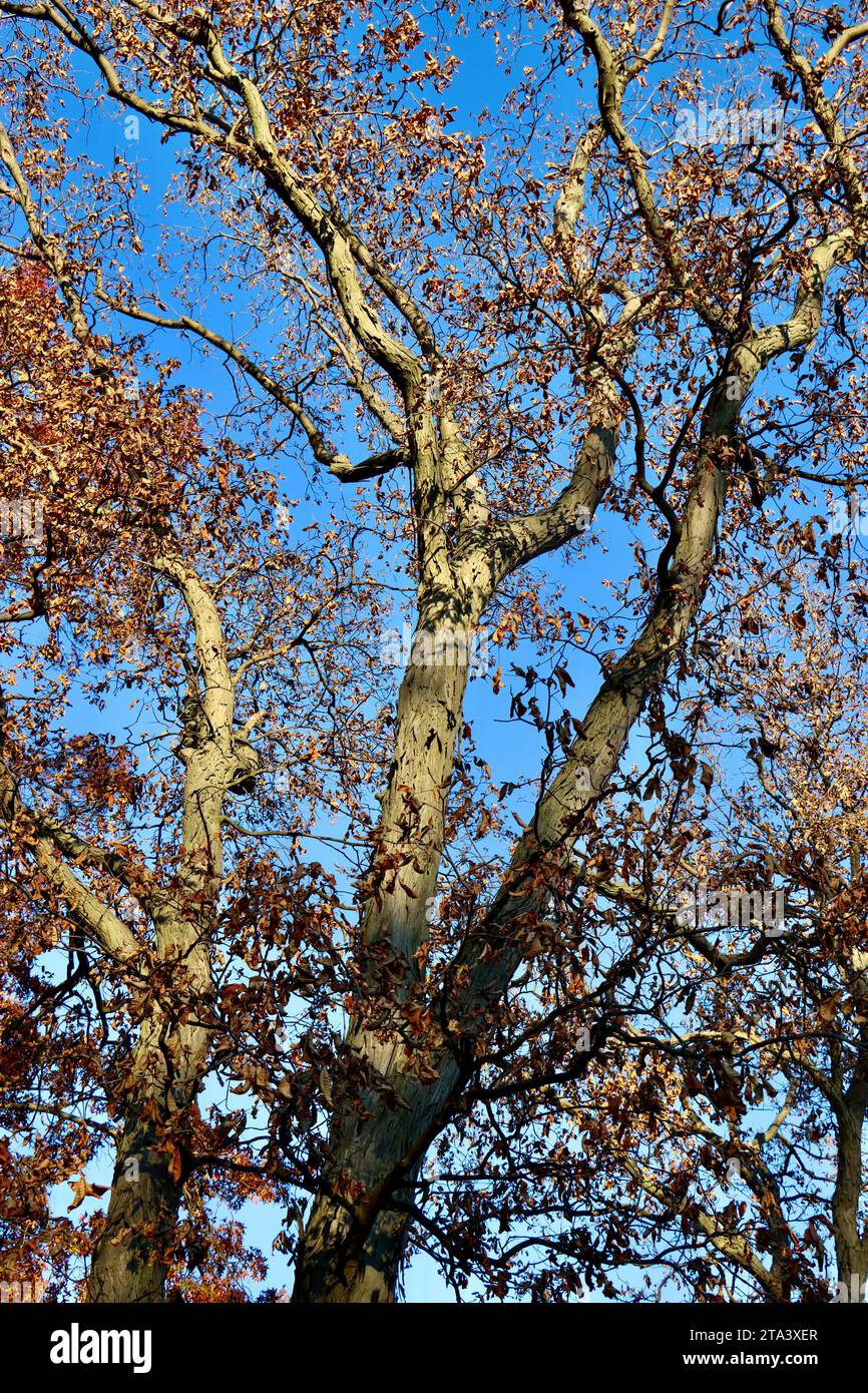 Tree with dark leafless branches against blue sky in Lakewood, Ohio ...