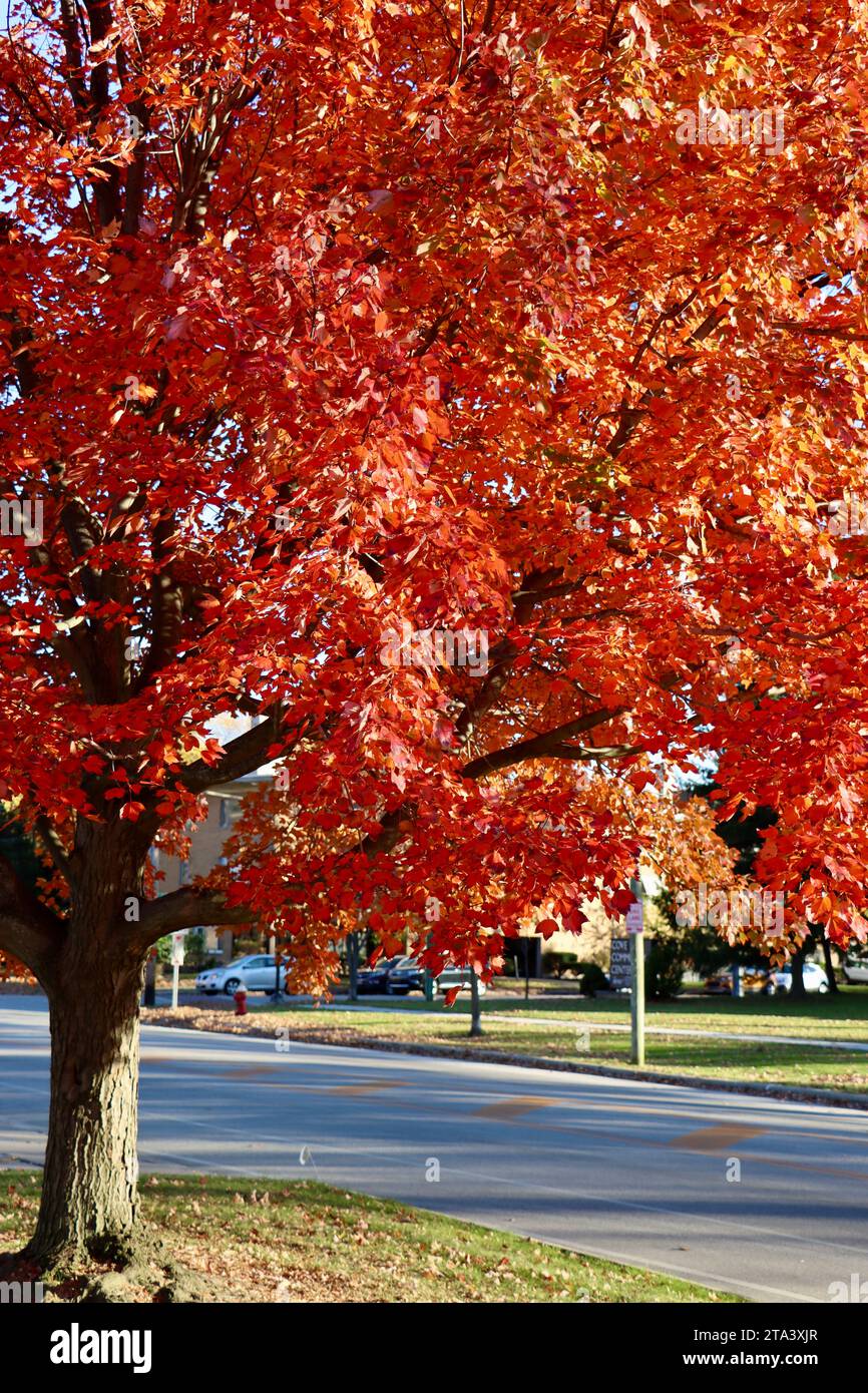 Colorful trees and bushes hi-res stock photography and images - Alamy