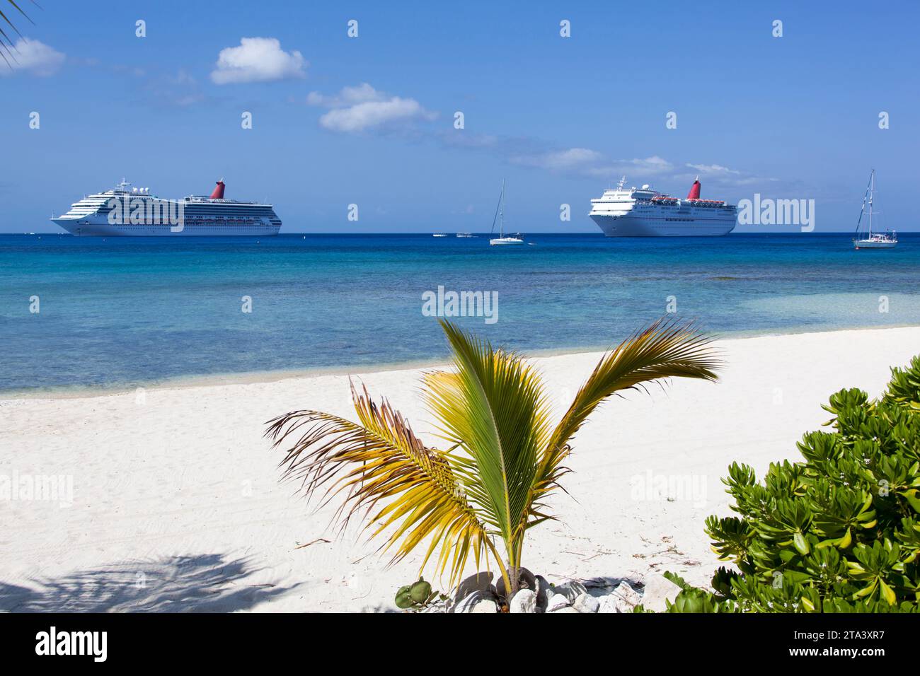 The scenic view of a little palm on Grand Cayman island Seven Mile ...