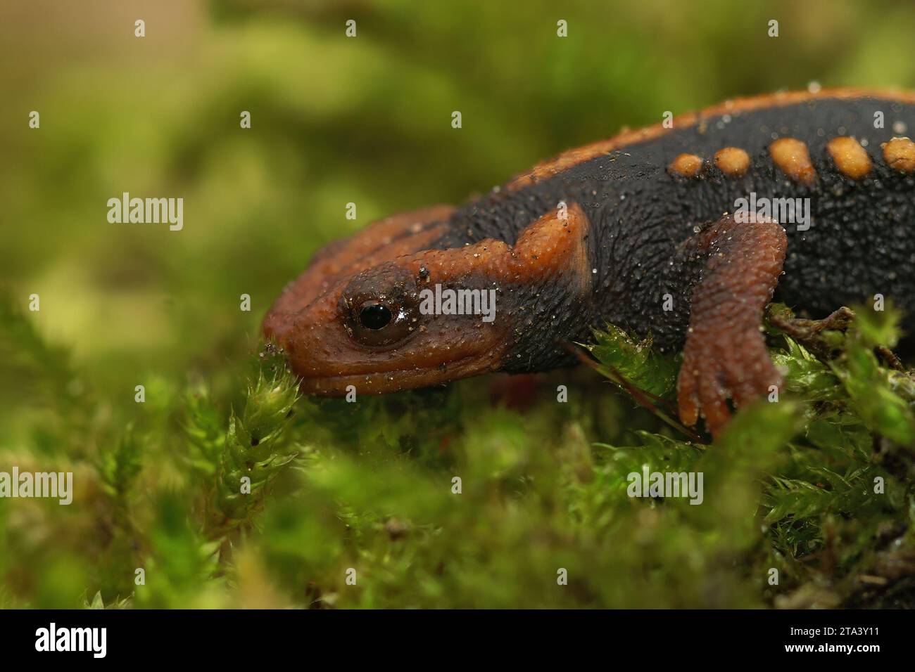 Natural closeup on a colorful orange juvenile Mandarin newt on green ...