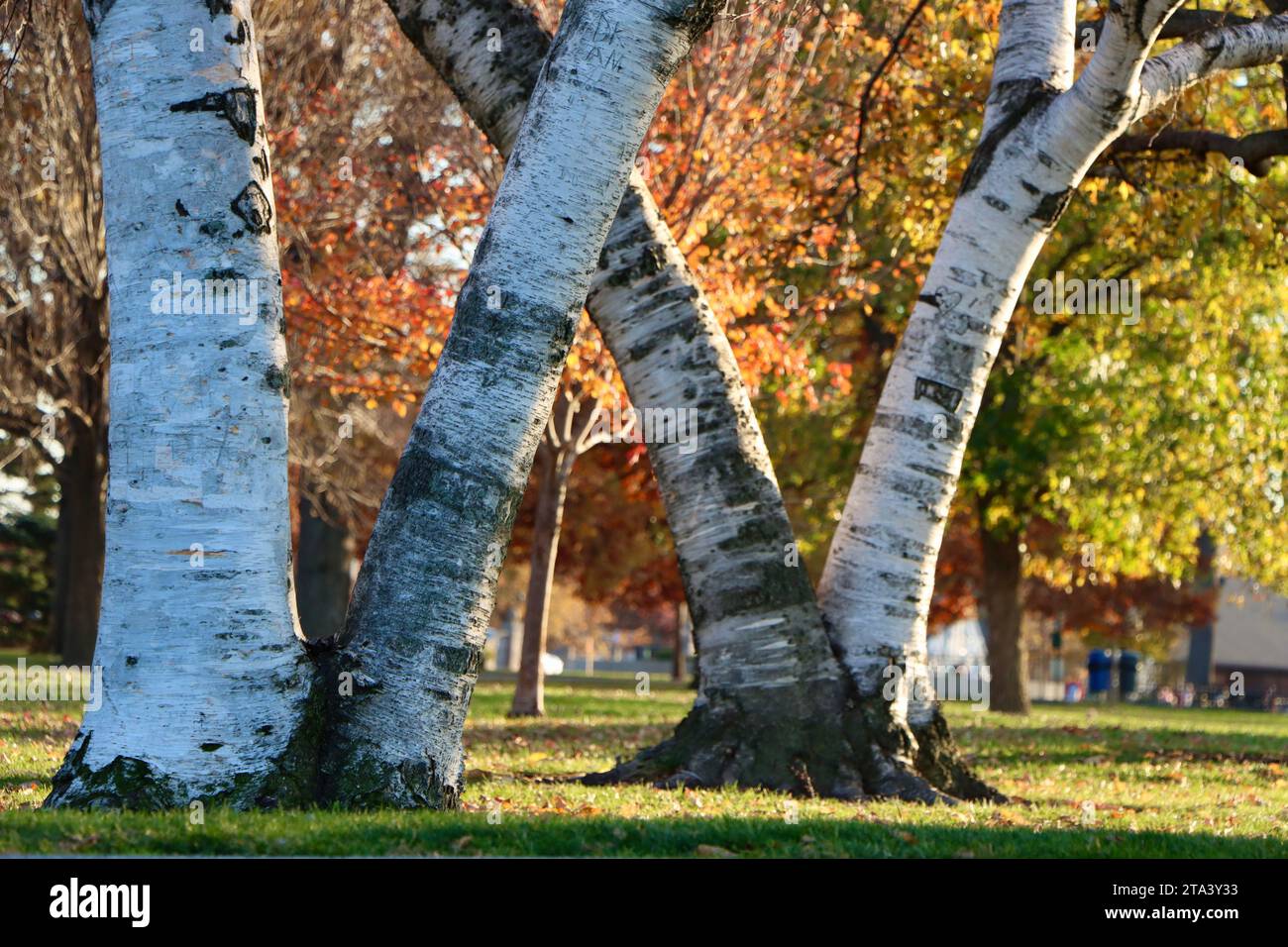 Birch trees in Lakewood Park, Lakewood, Ohio during the fall of 2023 ...
