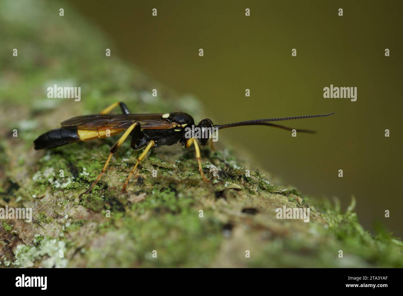 Natural closeup on a colorful yellow and black Ichneumonid wasp sitting ...
