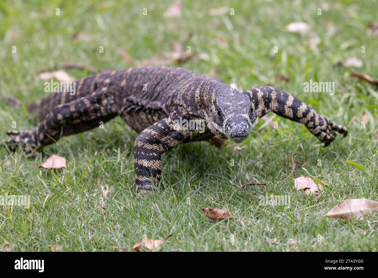 Australian Lace Monitor lizard in search of food Stock Photo - Alamy