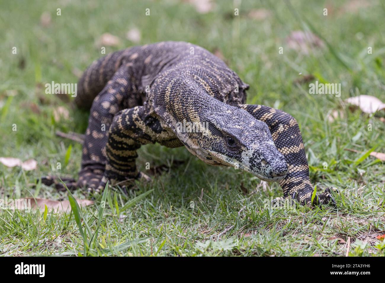 Australian Lace Monitor lizard in search of food Stock Photo - Alamy