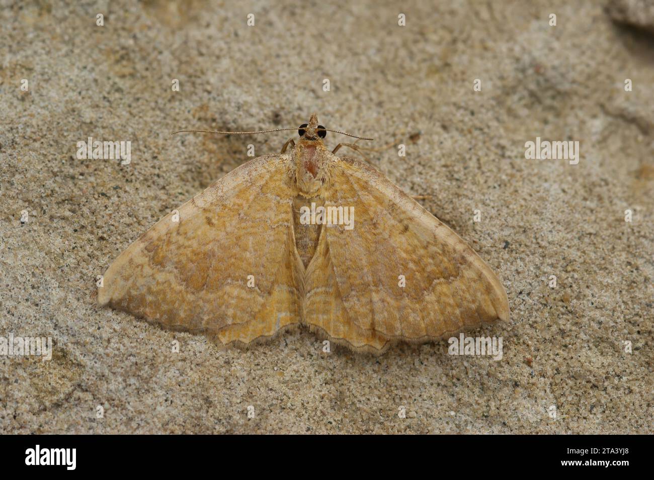 Detailed closeup on a colorful yellow shell moth, Camptogramma ...