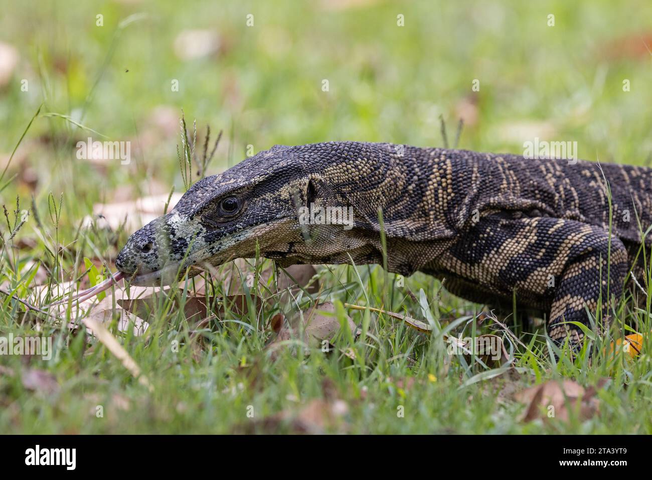 Australian lace monitor hi-res stock photography and images - Alamy