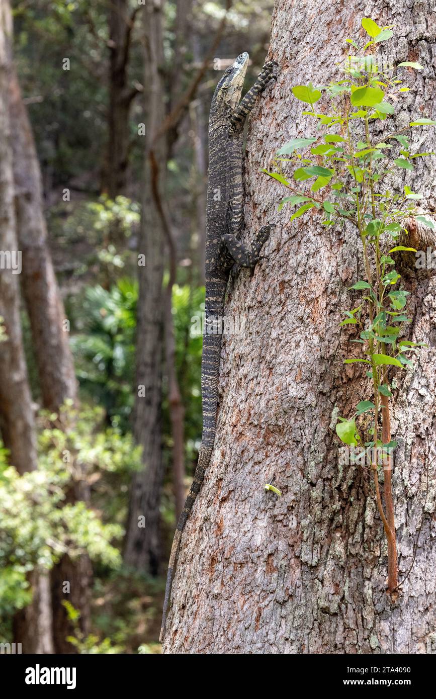 Australian Lace Monitor lizard climbing tree Stock Photo - Alamy