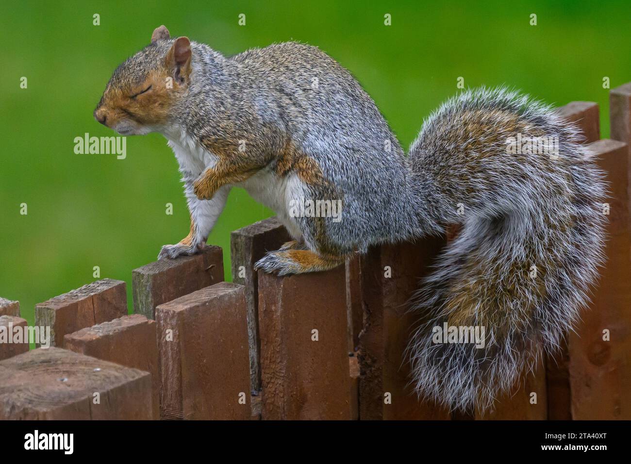 Eyes shut grey squirrel hi-res stock photography and images - Alamy