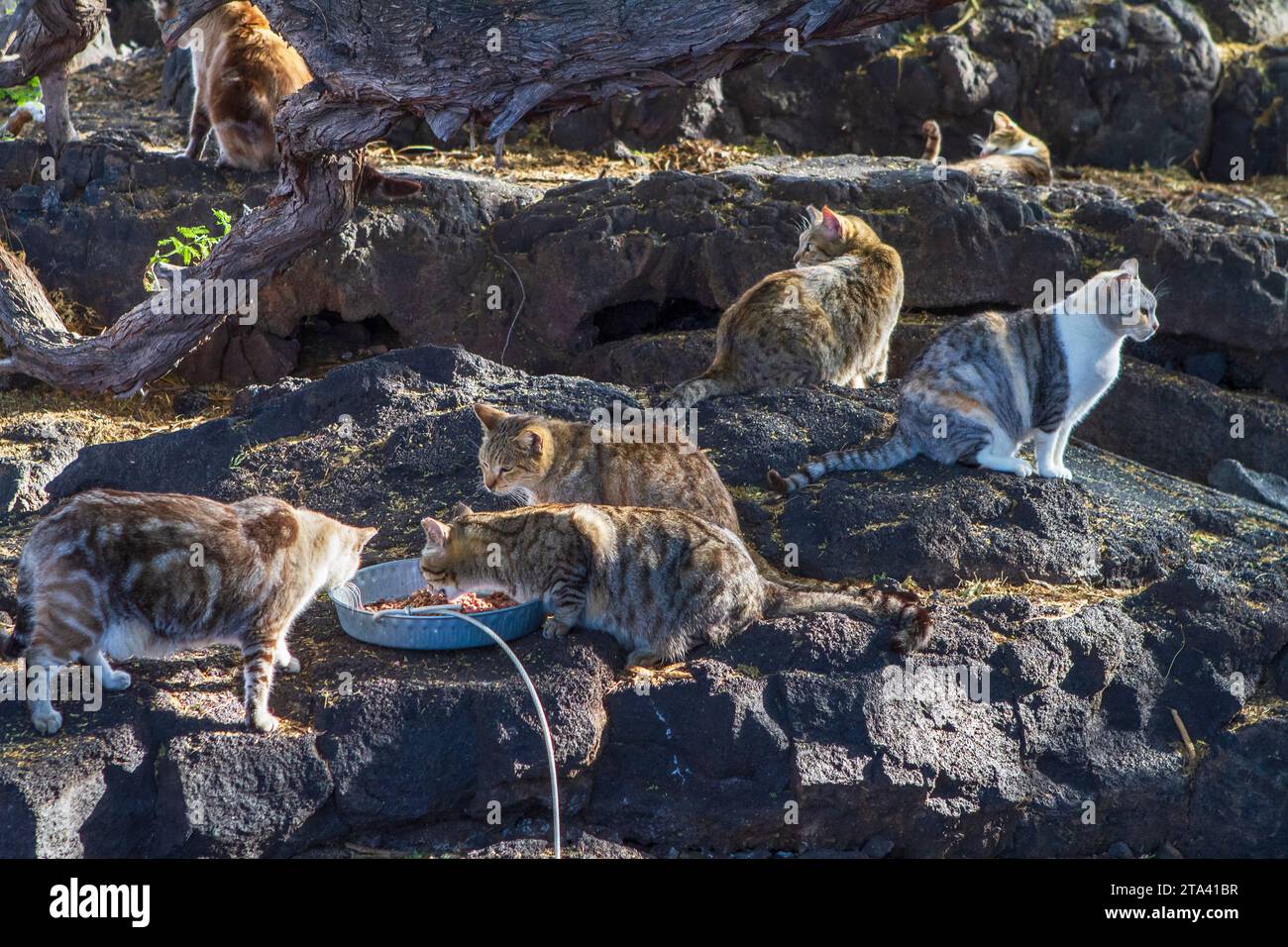 Feral cats hawaii hi-res stock photography and images - Alamy
