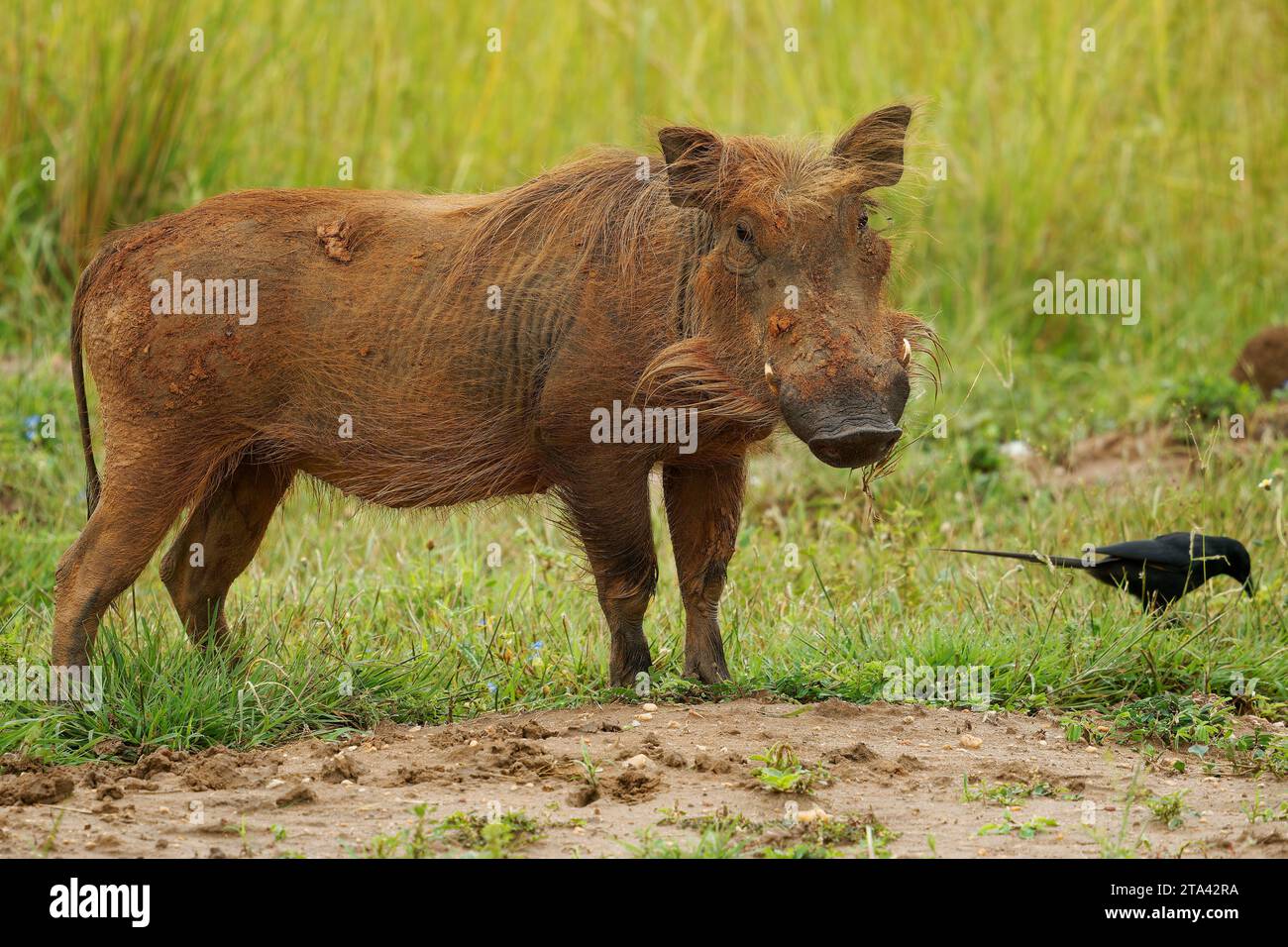 Common Warthog - Phacochoerus africanus member of Suidae found in ...