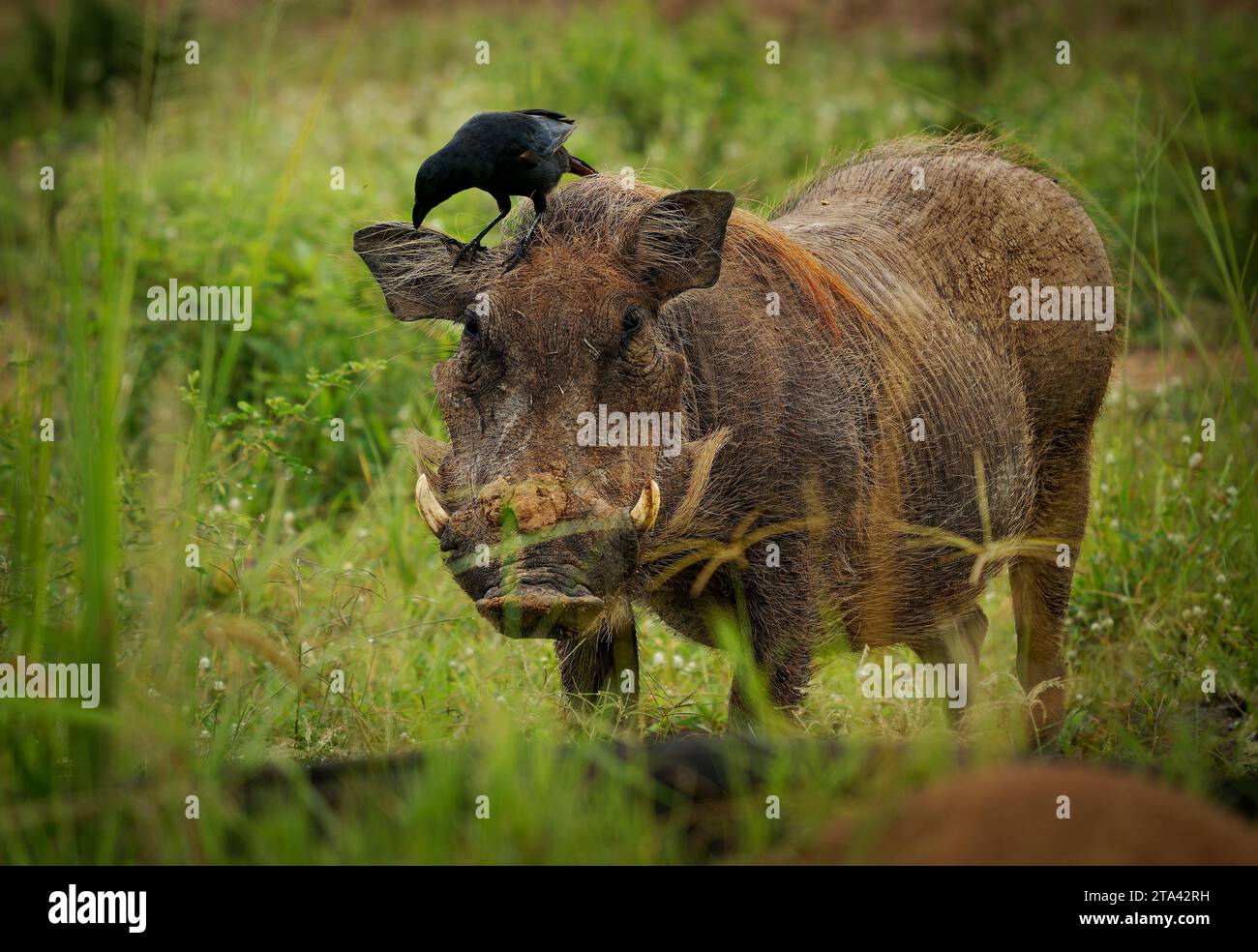 Red river hog teeth hi-res stock photography and images - Alamy