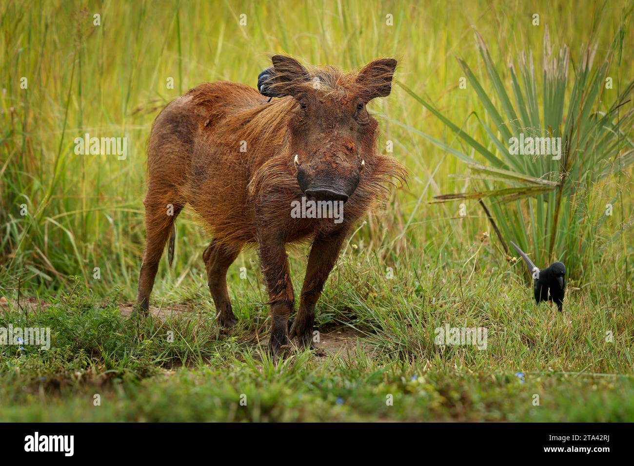 Common Warthog - Phacochoerus africanus member of Suidae found in ...