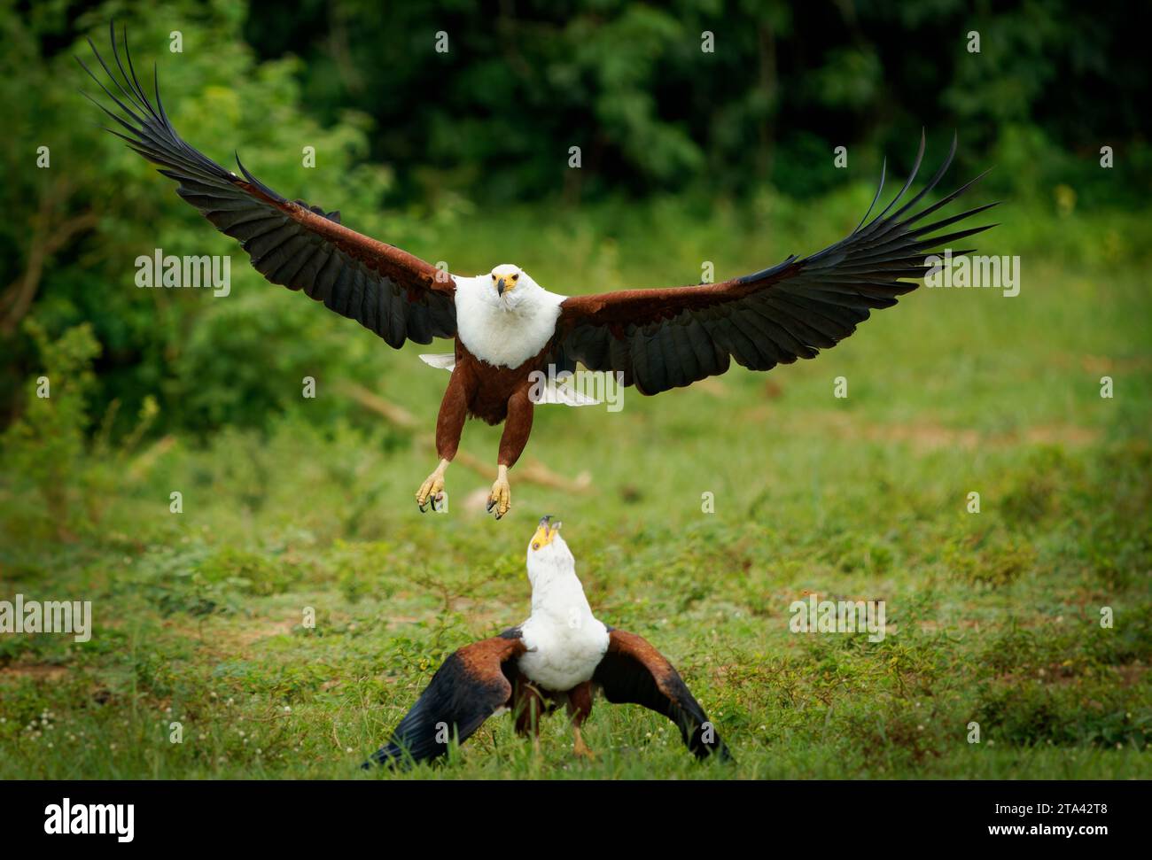 African Fish-eagle Haliaeetus vocifer large white and brown eagle from ...