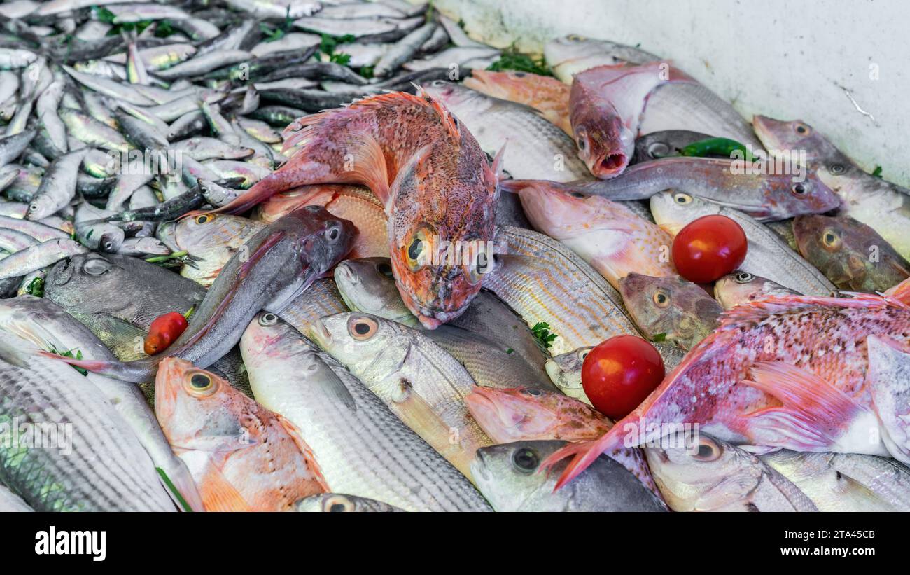 Stall at the Essaouira fish market with a variety of fresh seafood ...