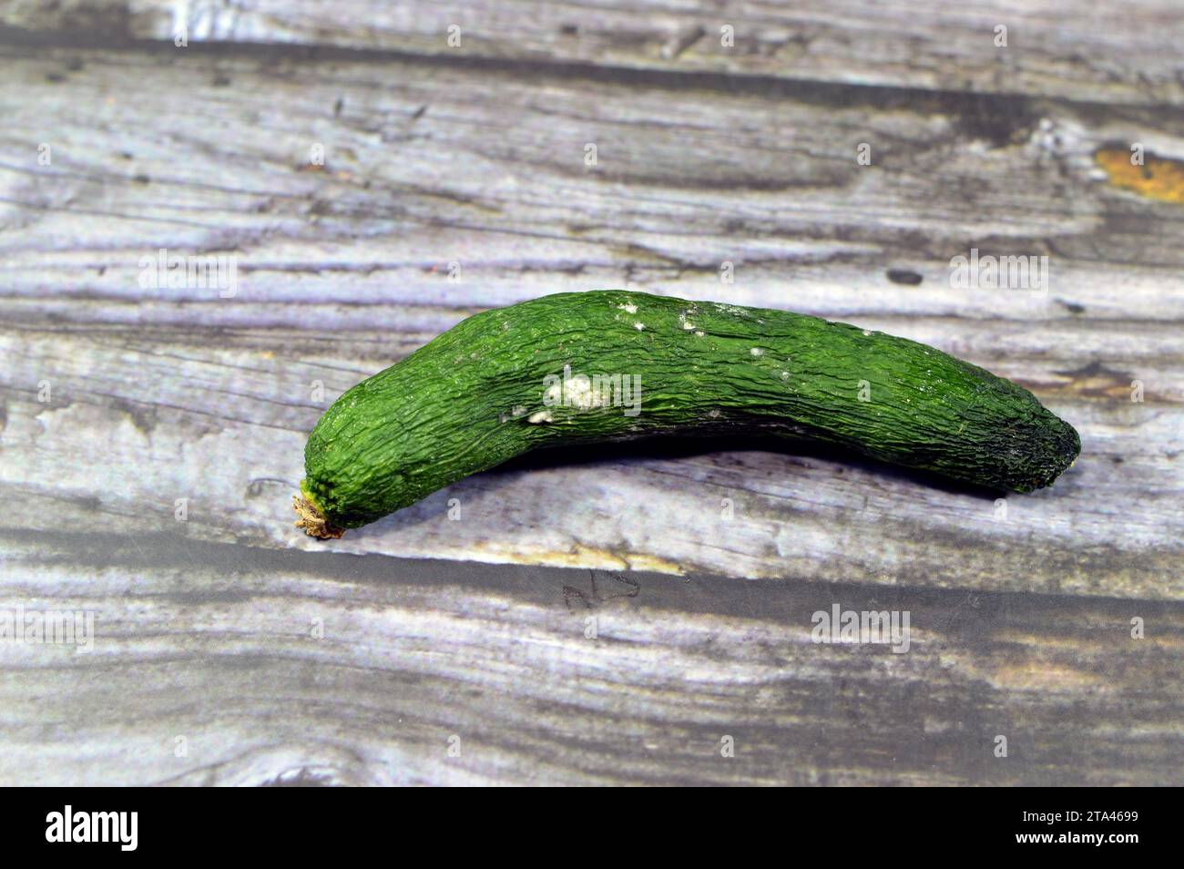 cucumber with mold, mould is one of the structures that certain fungi ...