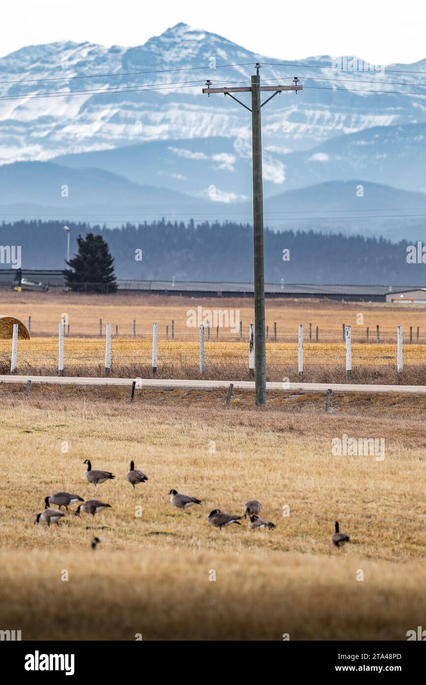 Canada goodw hi-res stock photography and images - Alamy