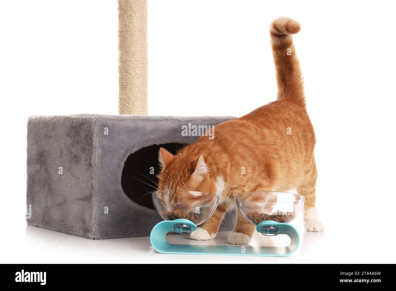 Cute cat eating from bowl and scratching post on white background Stock ...