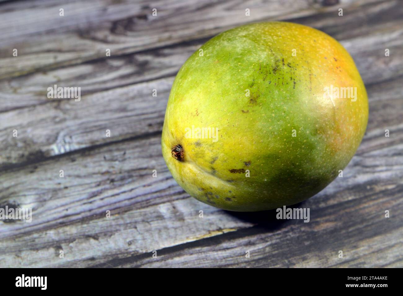 Egyptian cultivar fresh mango fruit called Beid El Agl large mangoes ...