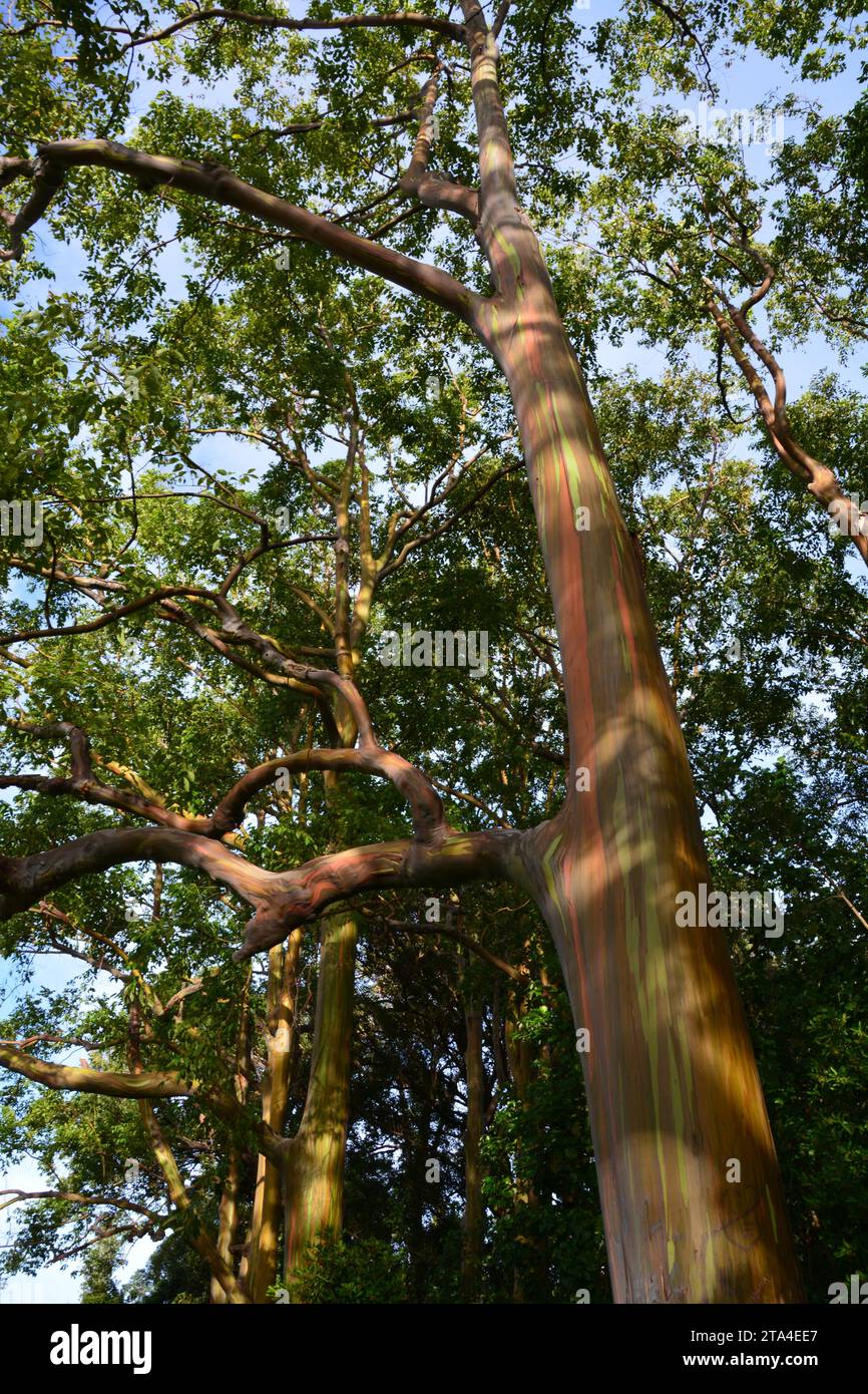 Painted trees hi-res stock photography and images - Alamy