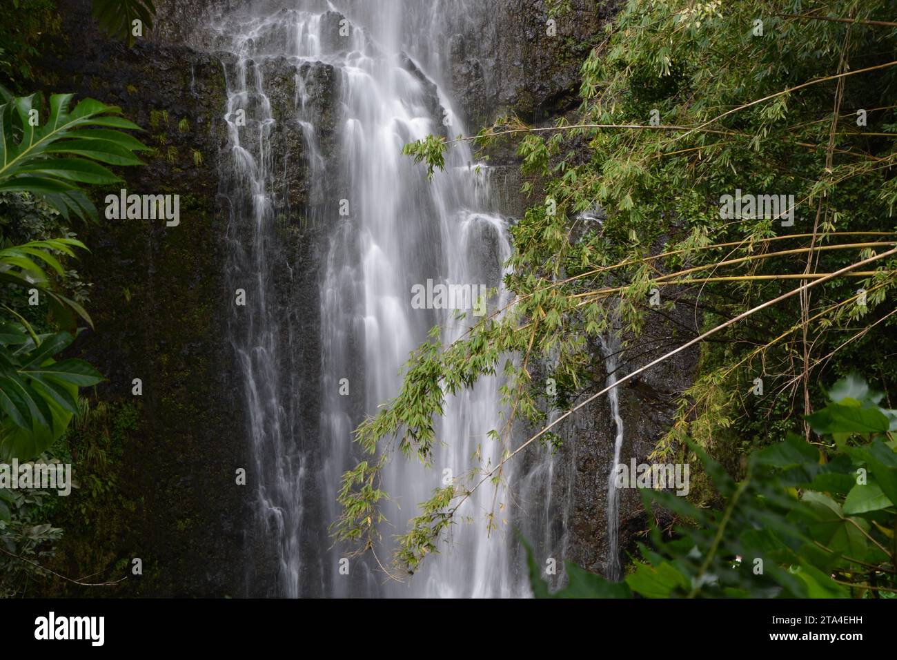 Waterfall in the Bamboo forest Hana Maui Hawaii USA Stock Photo - Alamy