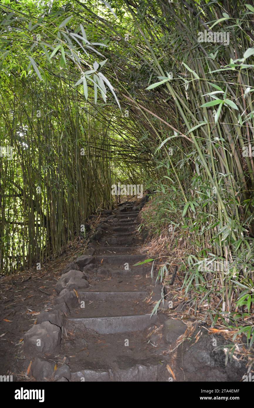 Maui hawaii bamboo forest hi-res stock photography and images - Alamy