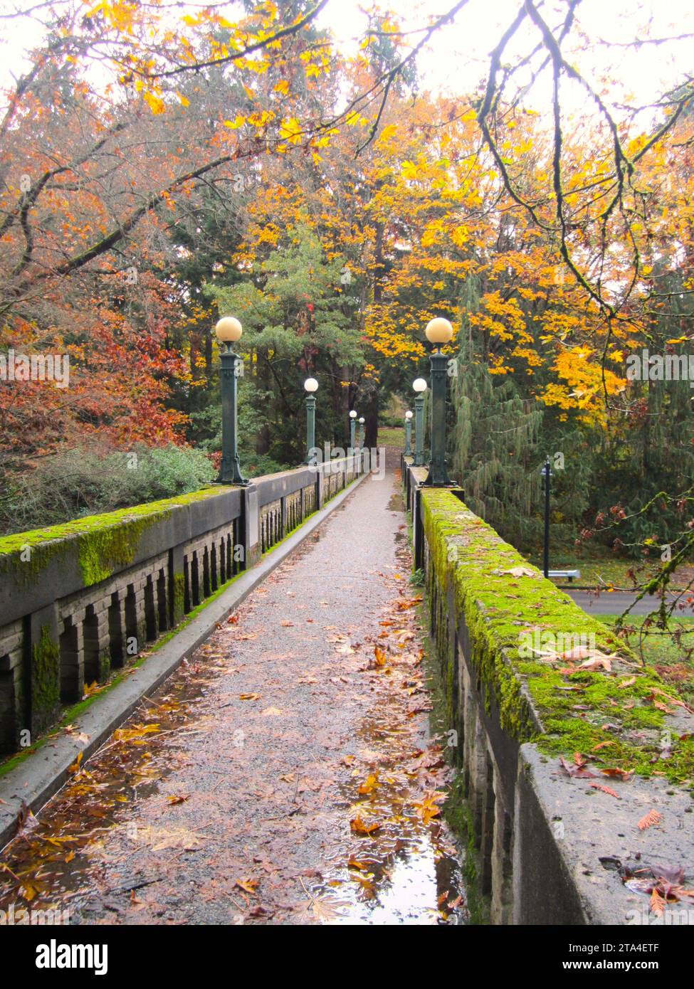 Moss covered concrete walkway in the Arboretum near U of W in Seattle ...