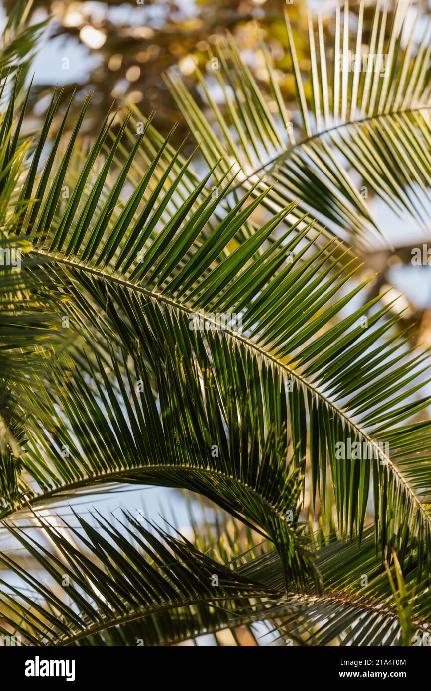 Palm tree paradise Stock Photo - Alamy