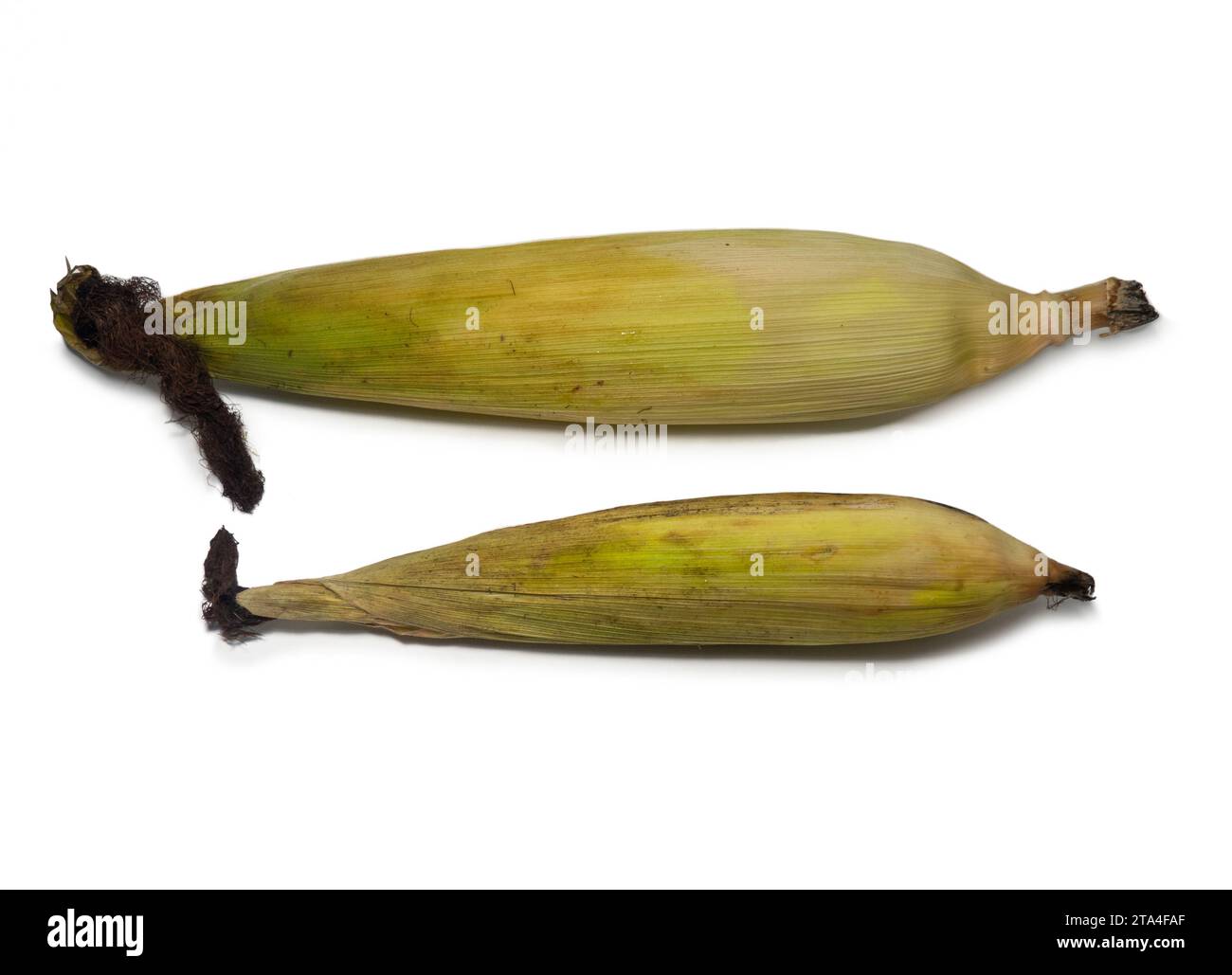 Cereal concept. Unhusked old corn on a white background. Corn with ...