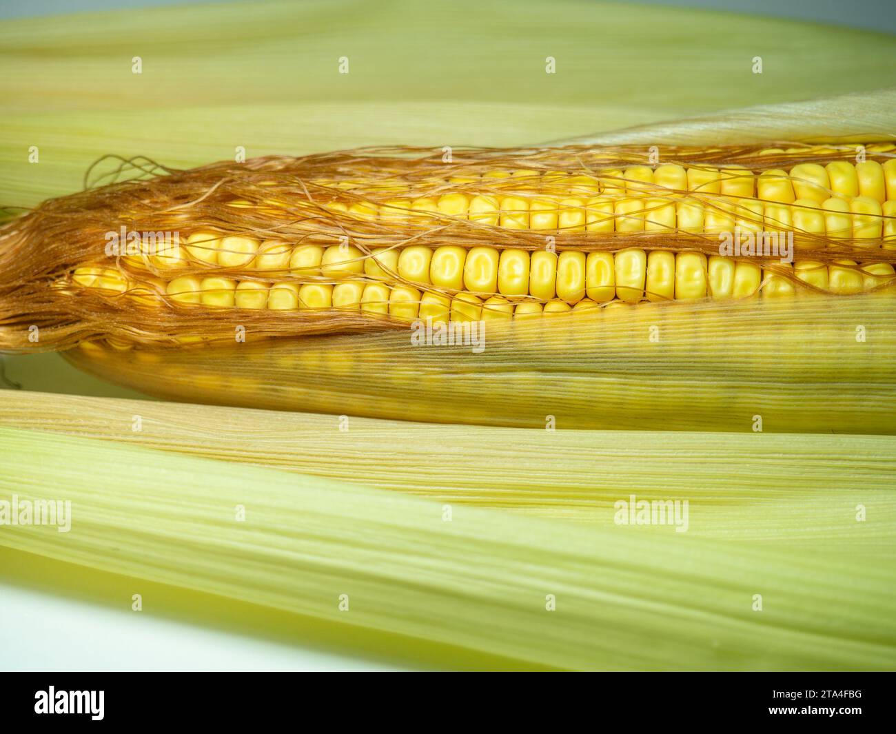 Cereal concept. Semi-husked ripe corn. Corn with leaves. Maize with ...