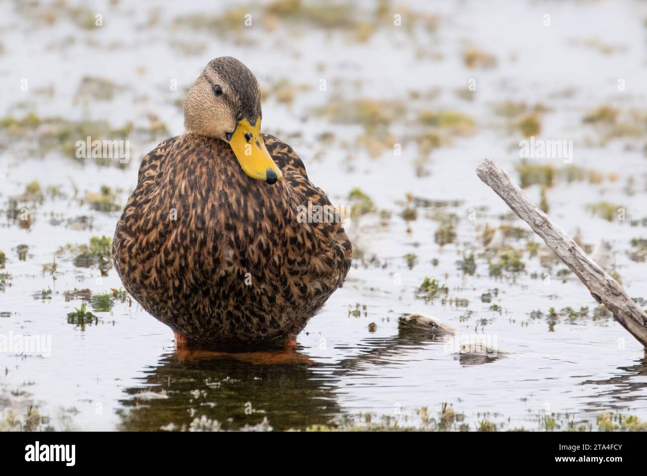A mottled duck perches in a shallow marsh at Lake Apopka, Florida Stock ...