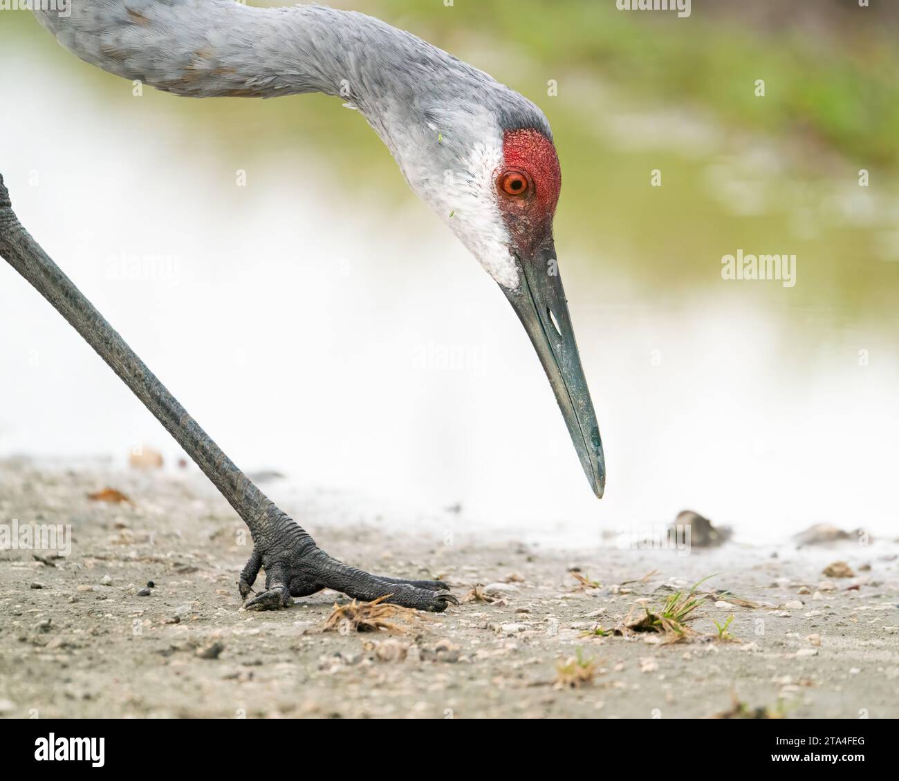 Central florida sandhill crane hi-res stock photography and images - Alamy